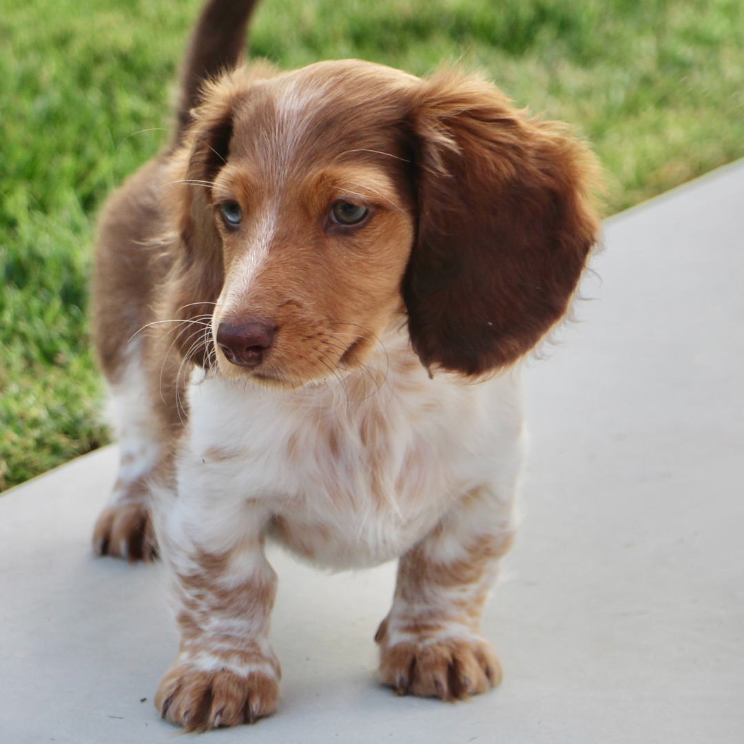 Jetzt Ihren Traum-Dackel bei uns kaufen!