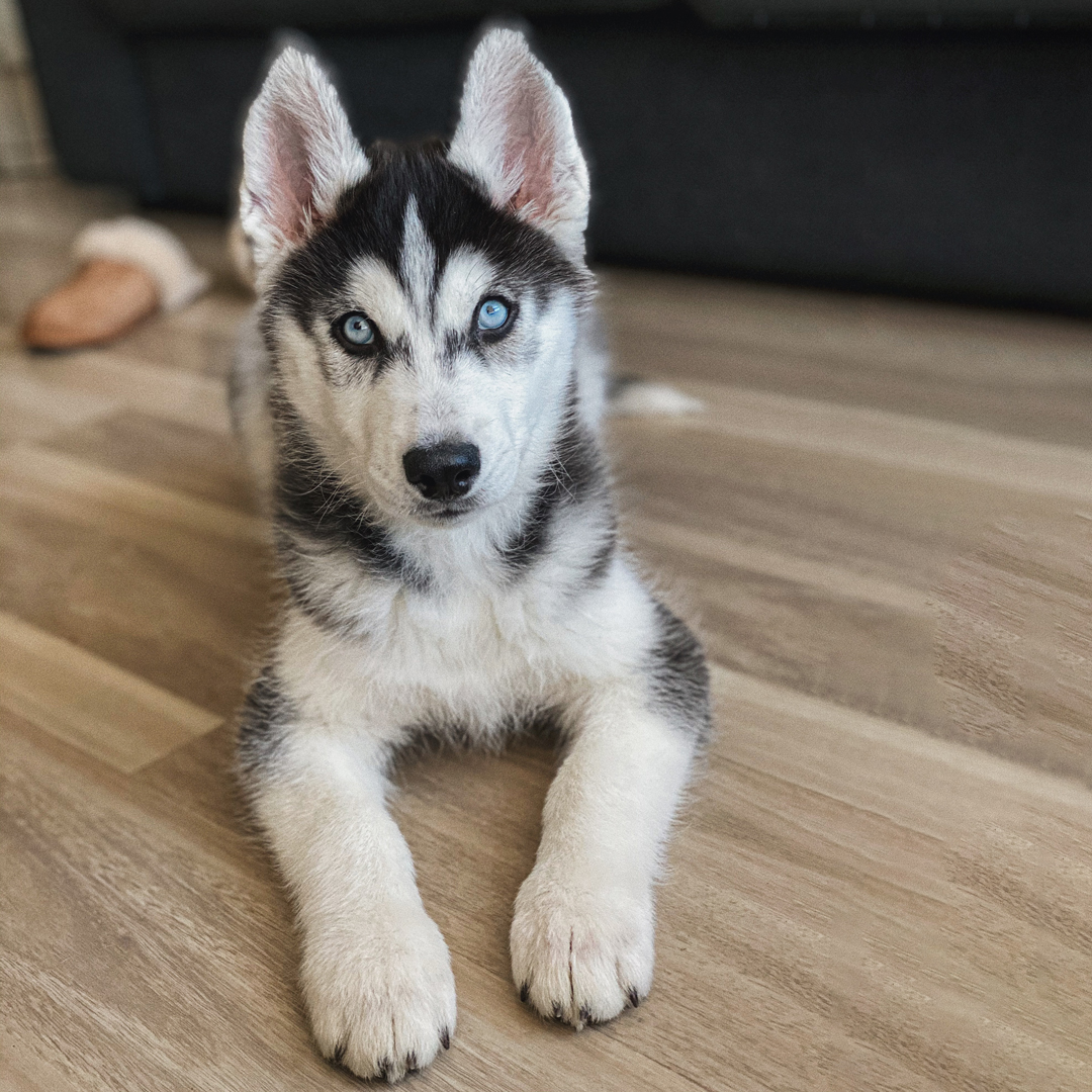 Jetzt Ihren Traum-Husky bei uns kaufen!
