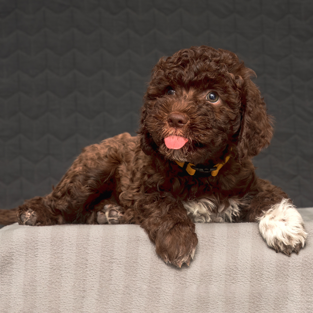 Jetzt Ihren Traum-Lagotto bei uns kaufen!