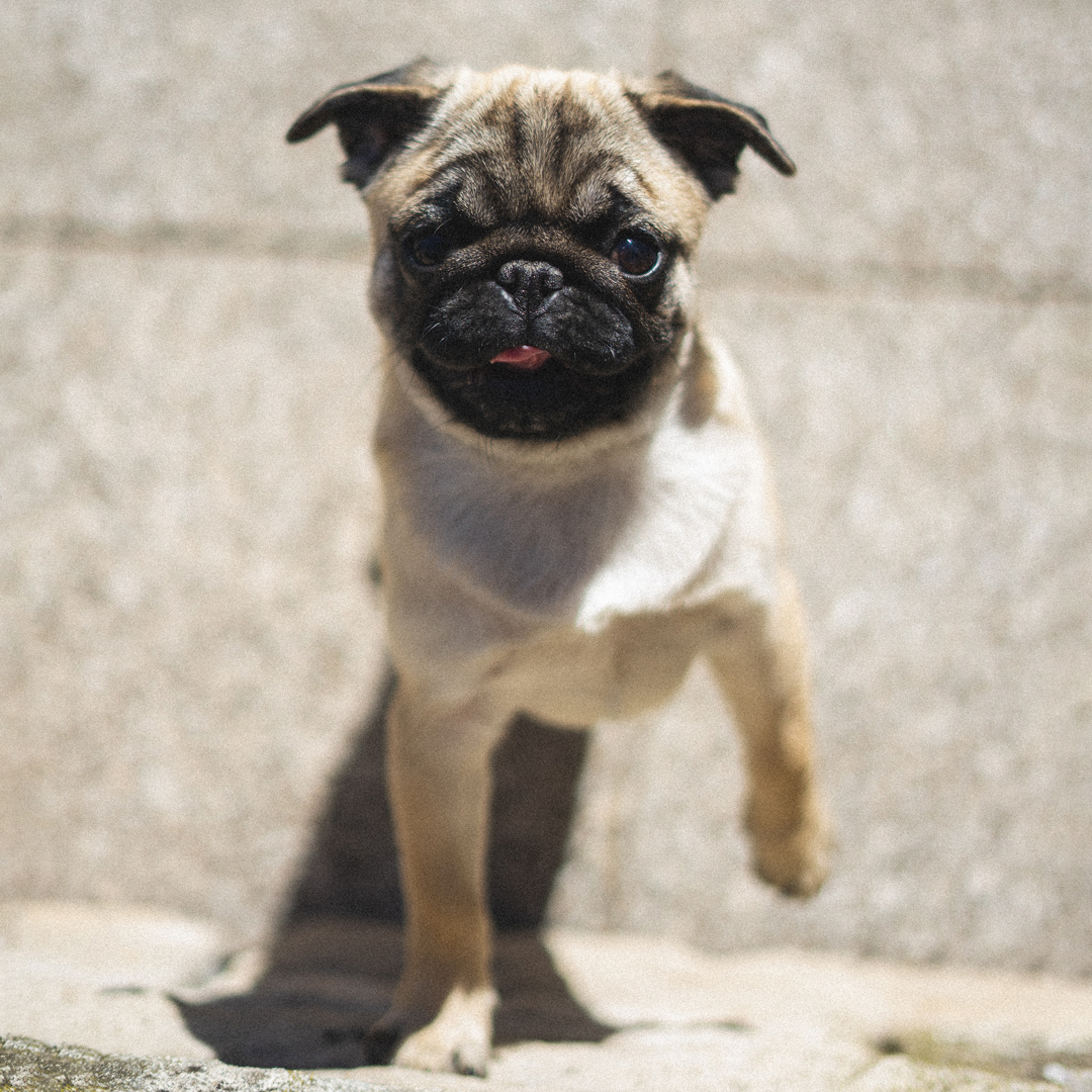 Mops - Deinen Traumhund findest Du bei uns