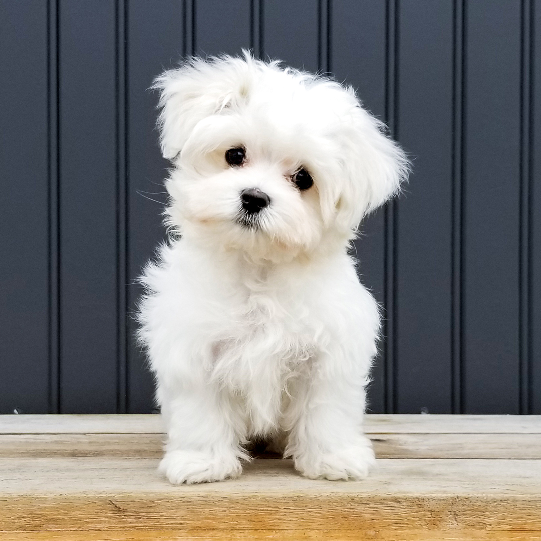 Malteser - Deinen Traumhund findest Du bei uns